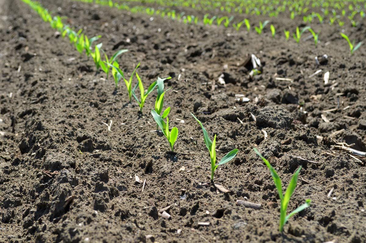 35 Tall Giant Goliath White Corn Seeds-1206 - Etsy