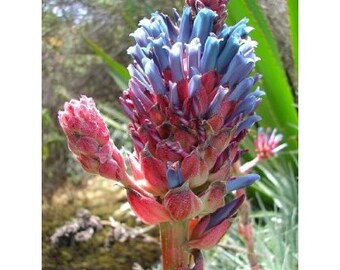 5 SUNZILLA SUNFLOWER SEEDS-1020 - Etsy