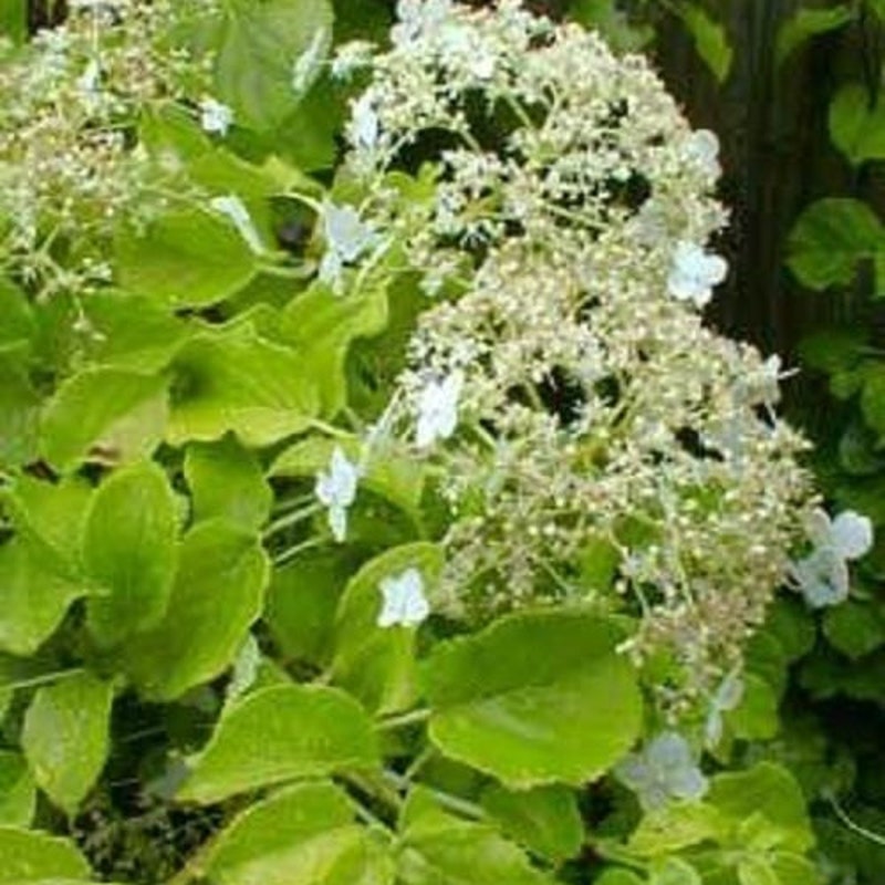 Hydrangea Seeds - Etsy