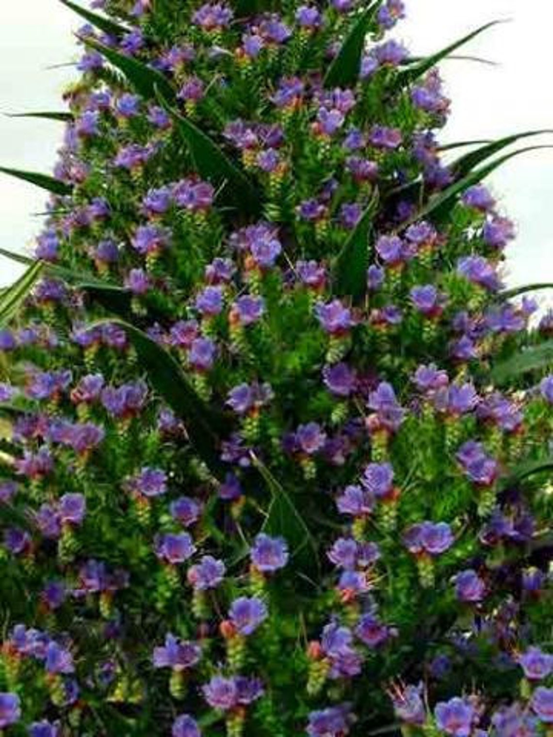 7 Tower of Jewel Seeds-1081 - Etsy