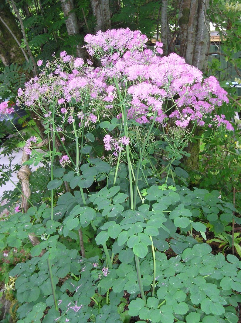 7 Powder Puff Plant Seeds-1053a - Etsy