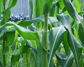 35 Tall Giant Goliath White Corn Seeds-1206 | Etsy