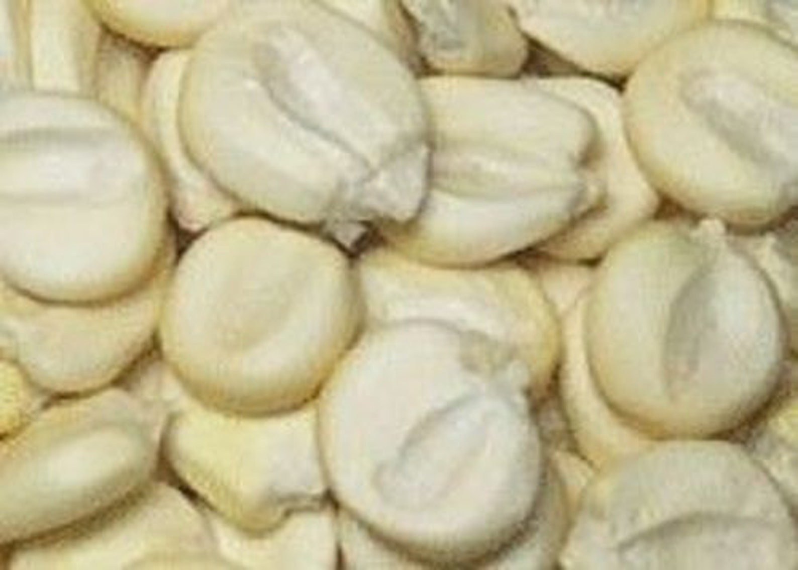 35 Peruvian Giant Corn Seeds-1051 - Etsy