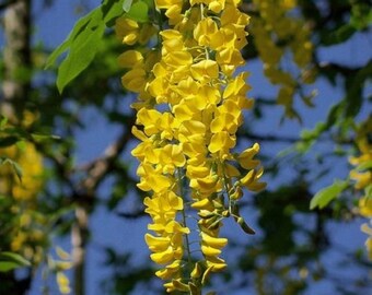 Golden Chain Tree laburnum Alpinum Scotch Laburnum Ornamental Showy ...