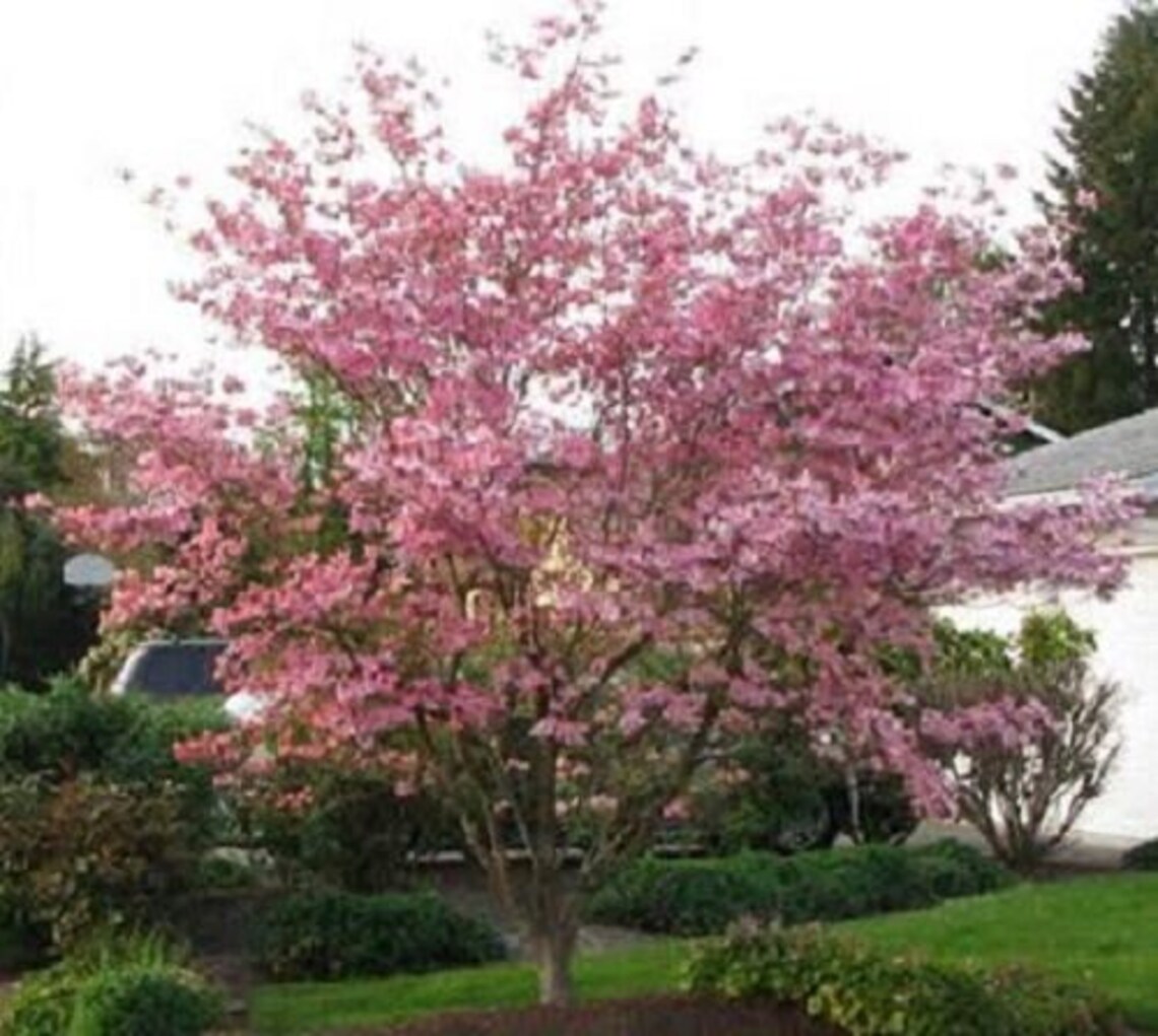 10 Pink Dogwood Tree Seeds-1193a - Etsy