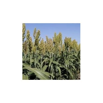 20 Organic Popping Sorghum Seeds-1217 | Etsy