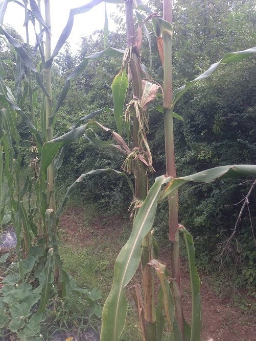 35 Giant SW Blue Indian Maize Seeds- 1365 - Etsy