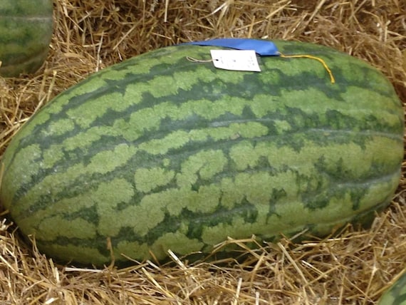 Huge Watermelons
