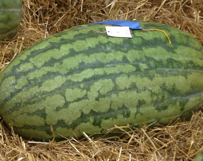 75 Pound Carolina Cross Watermelon Seeds Massive Prize Winning Melons ...