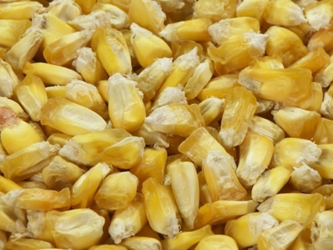 35 Giant Peruvian Popping Corn Seed-1215 - Etsy
