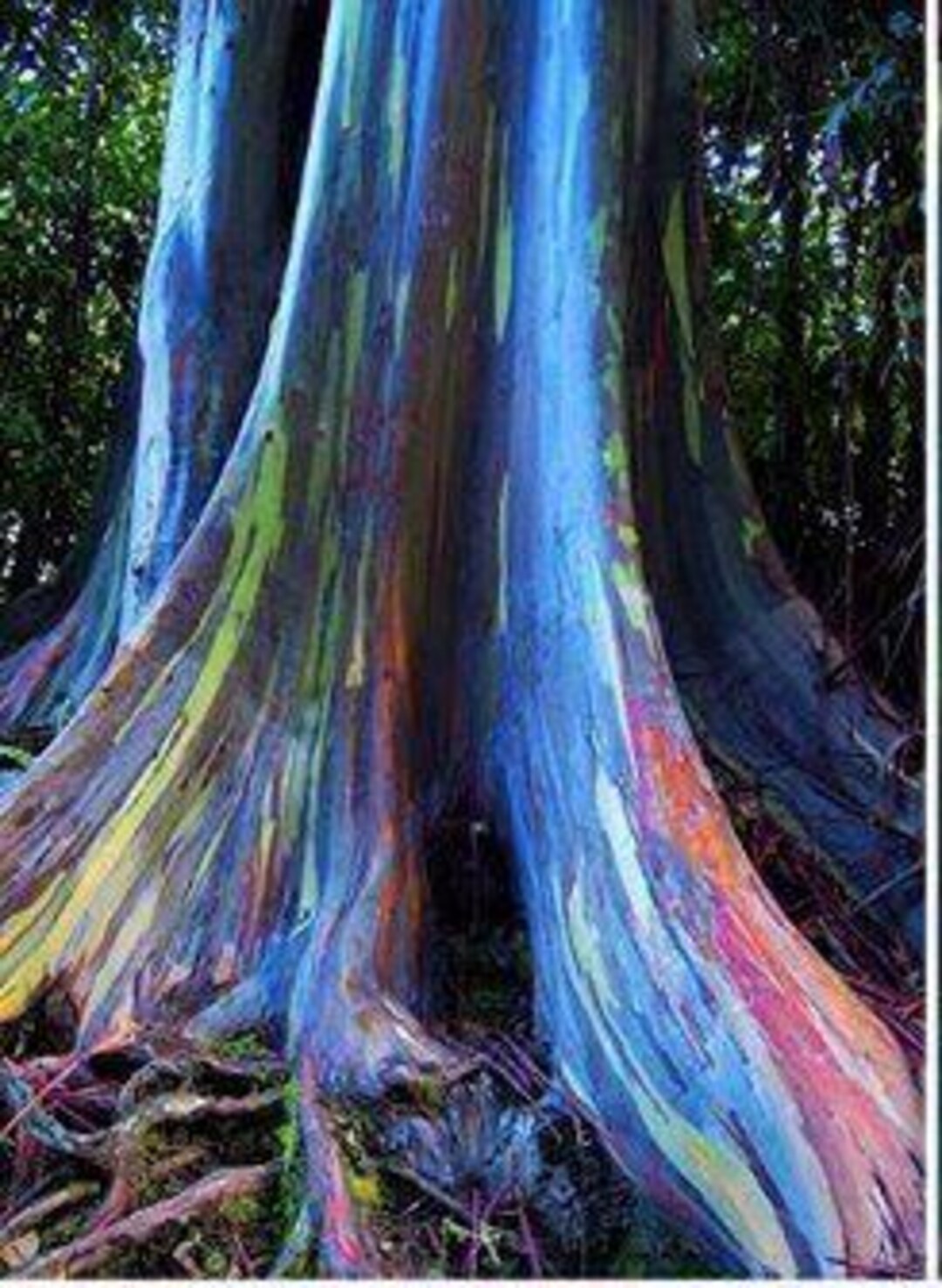 5 Rainbow Tree Seeds-1303 - Etsy