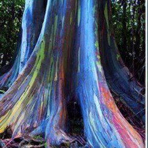 5 Rainbow Tree Seeds-1303 - Etsy