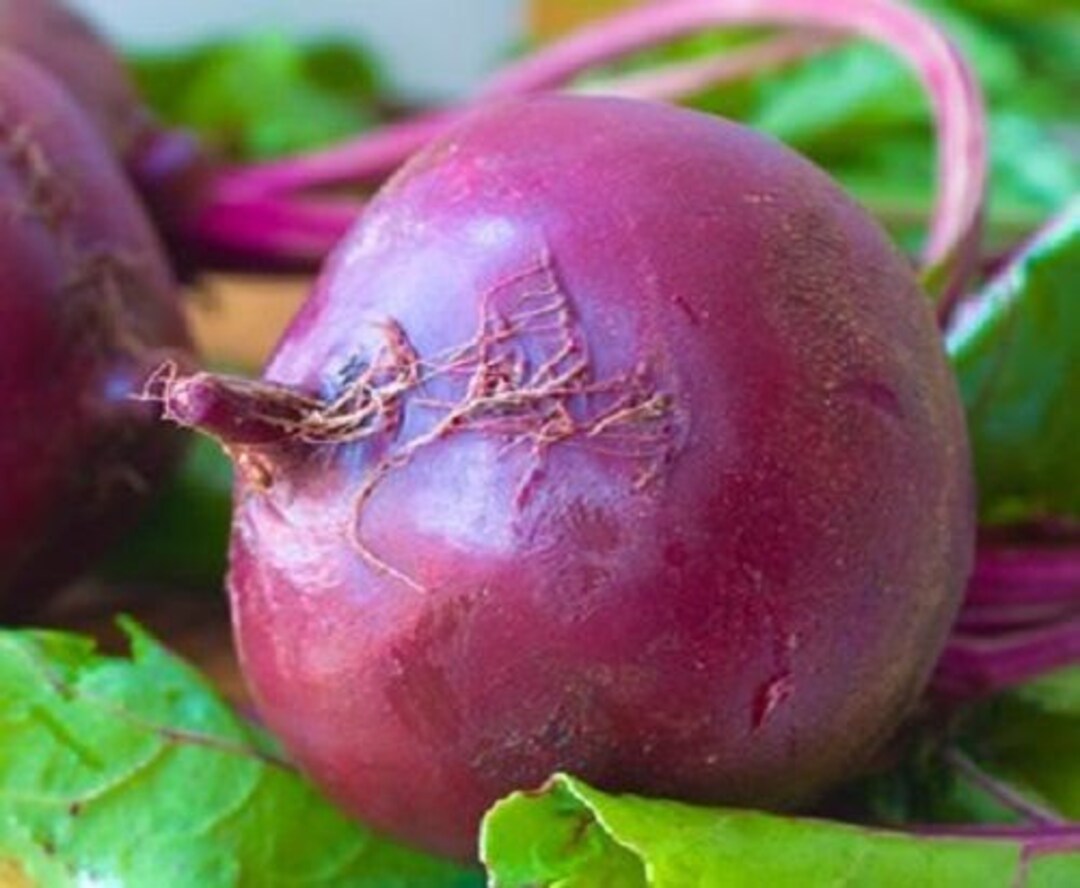 100 Big Rob's Sweet Beets Seeds-1097 - Etsy