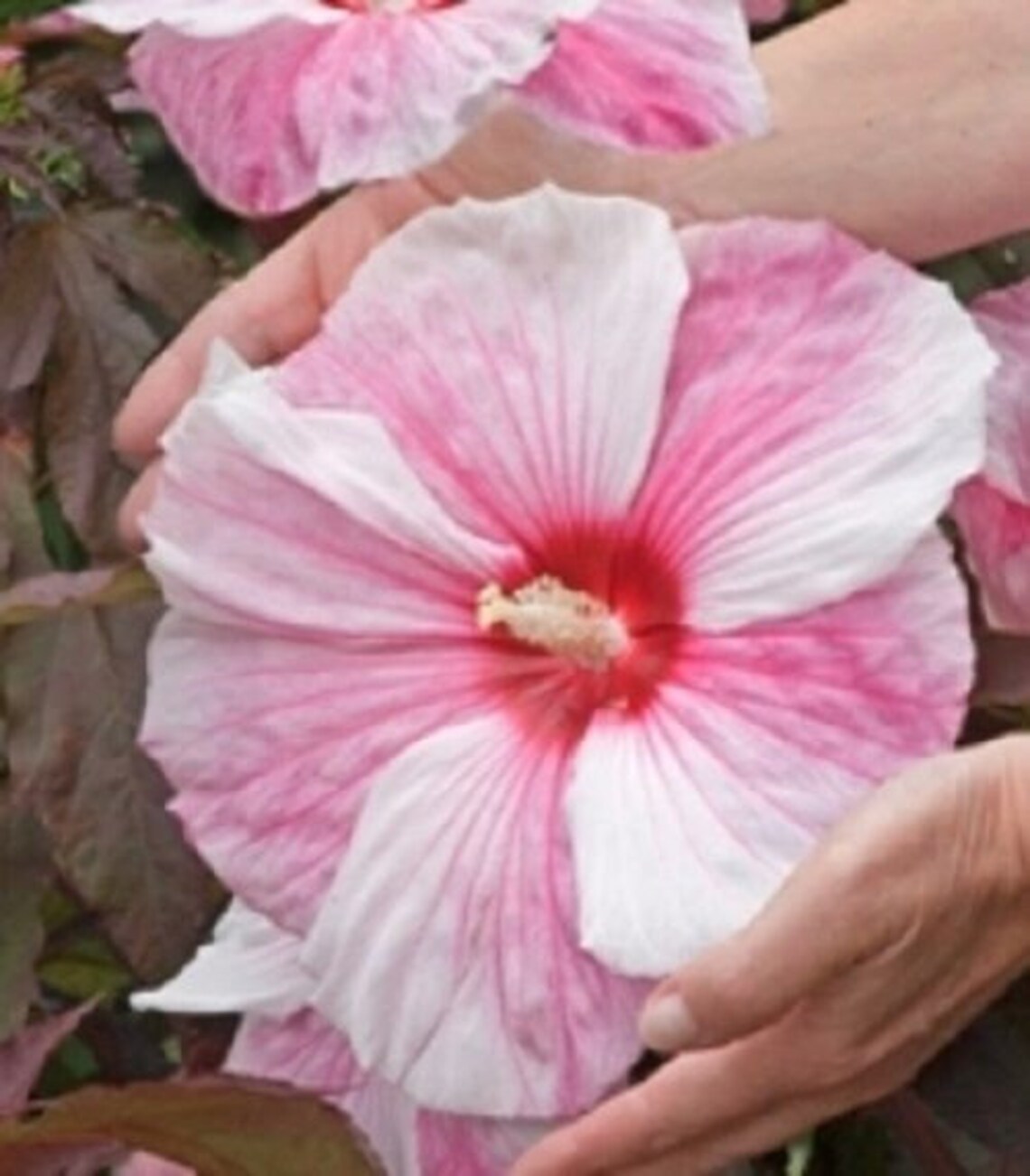 7 Disco Belle Hibiscus Seeds-1096 - Etsy