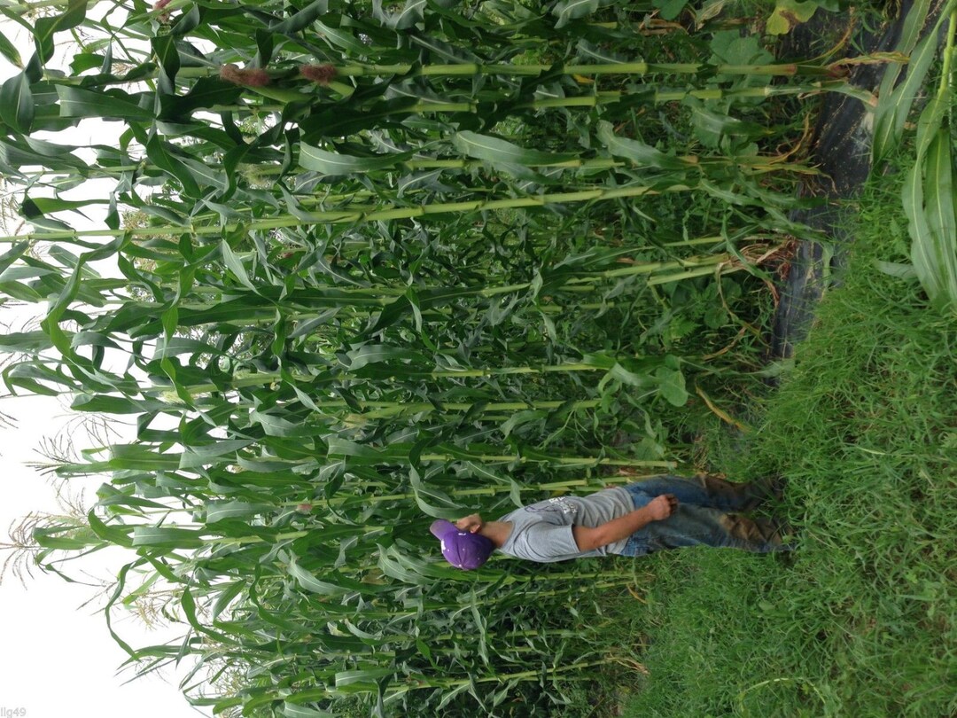 35 Tall Giant Goliath White Corn Seeds-1206 - Etsy