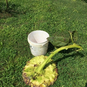 5 SUNZILLA SUNFLOWER SEEDS-1020 - Etsy