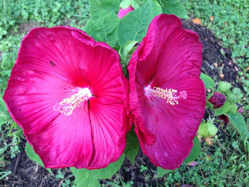 7 Maroon Hibiscus Flower Seeds-1286 - Etsy