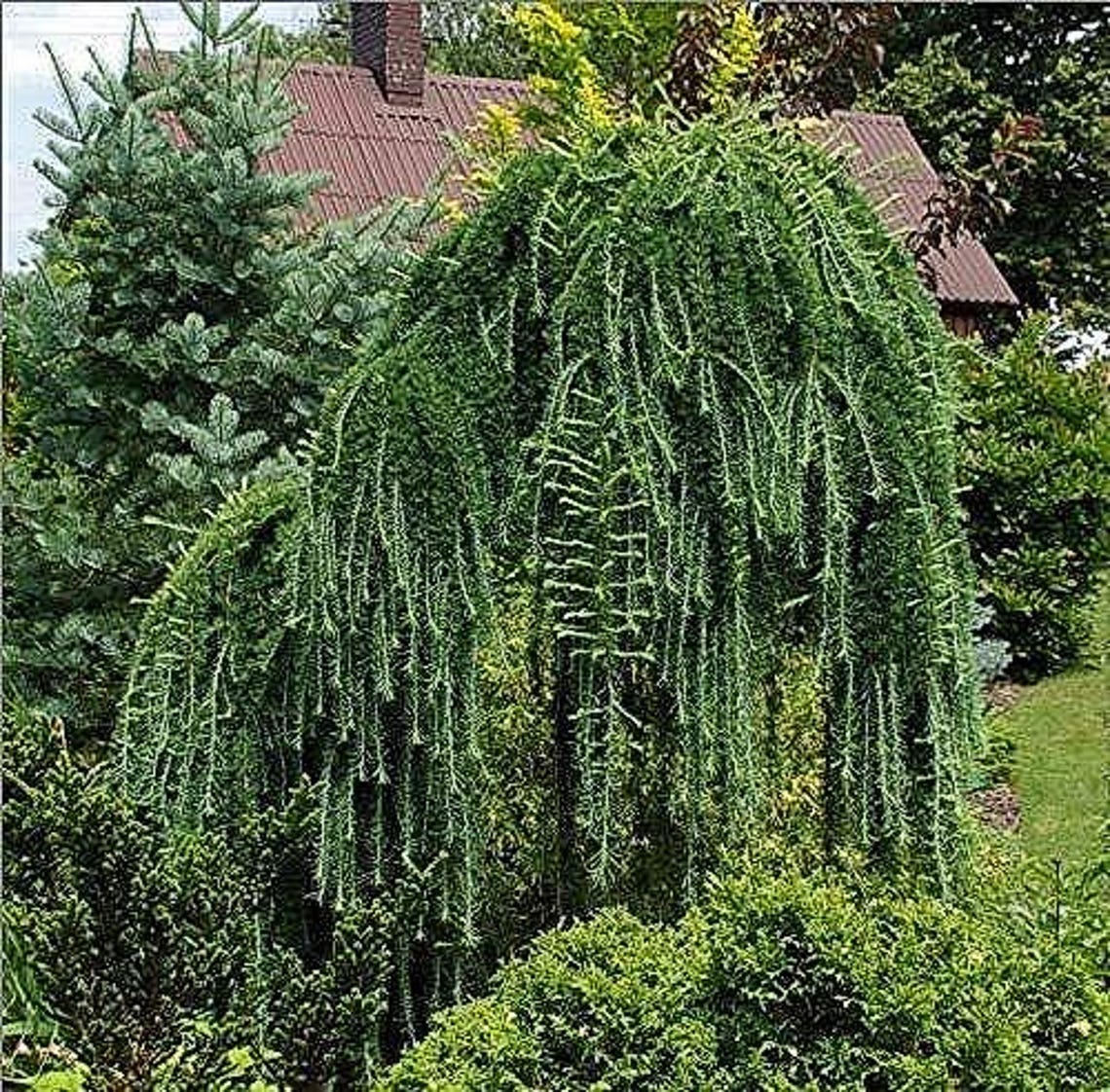 15 Dwarf Weeping Larch Tree Seeds-1233 - Etsy