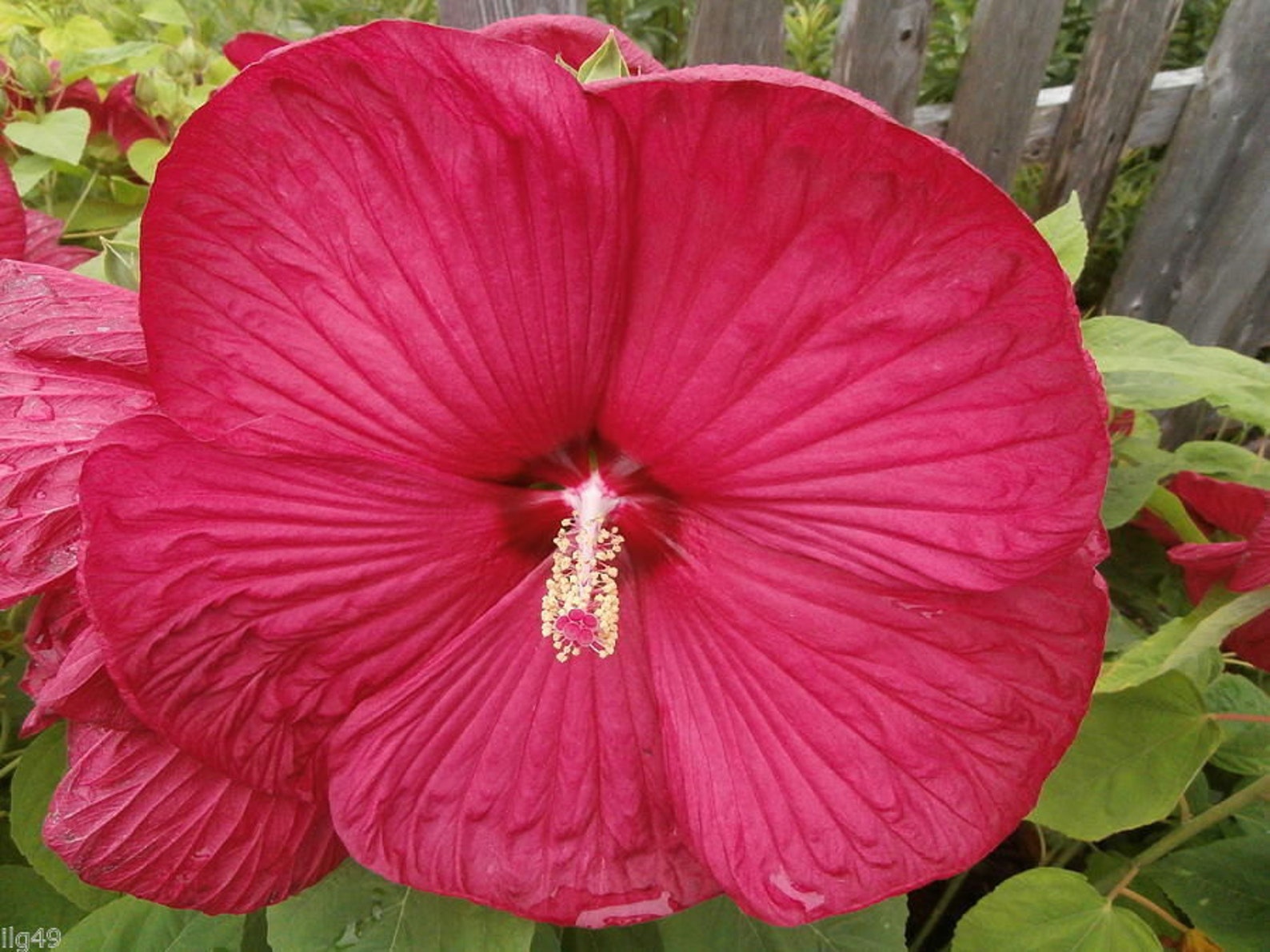 7 Maroon Hibiscus Flower Seeds-1286 - Etsy