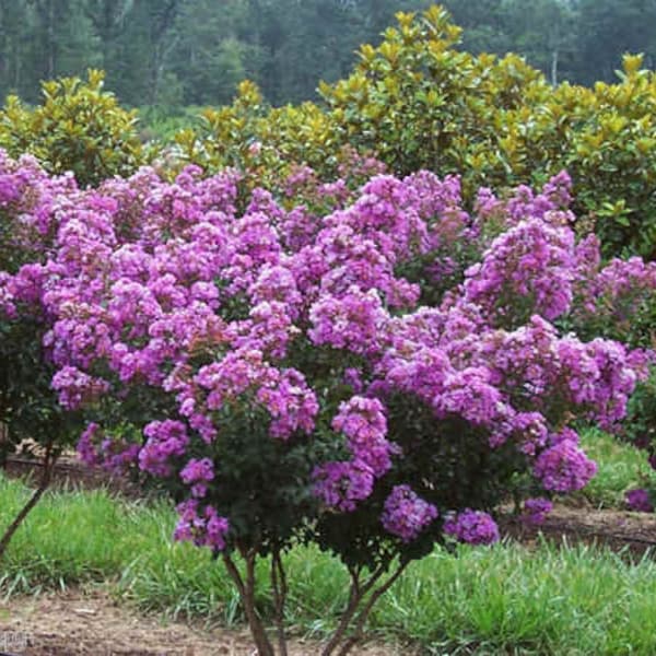 Dwarf Crape Myrtle - Etsy