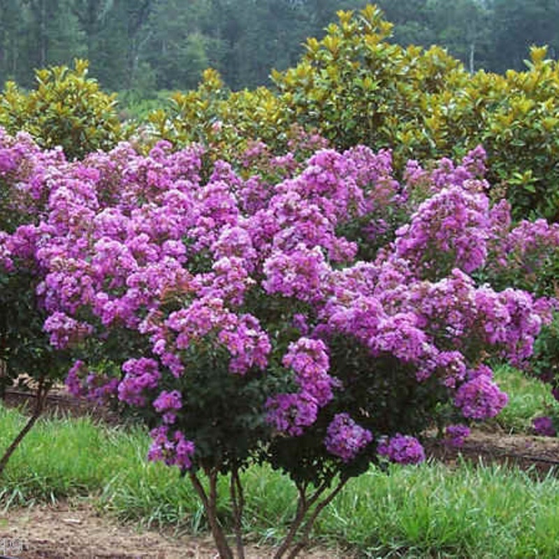 Dwarf Crape Myrtle - Etsy