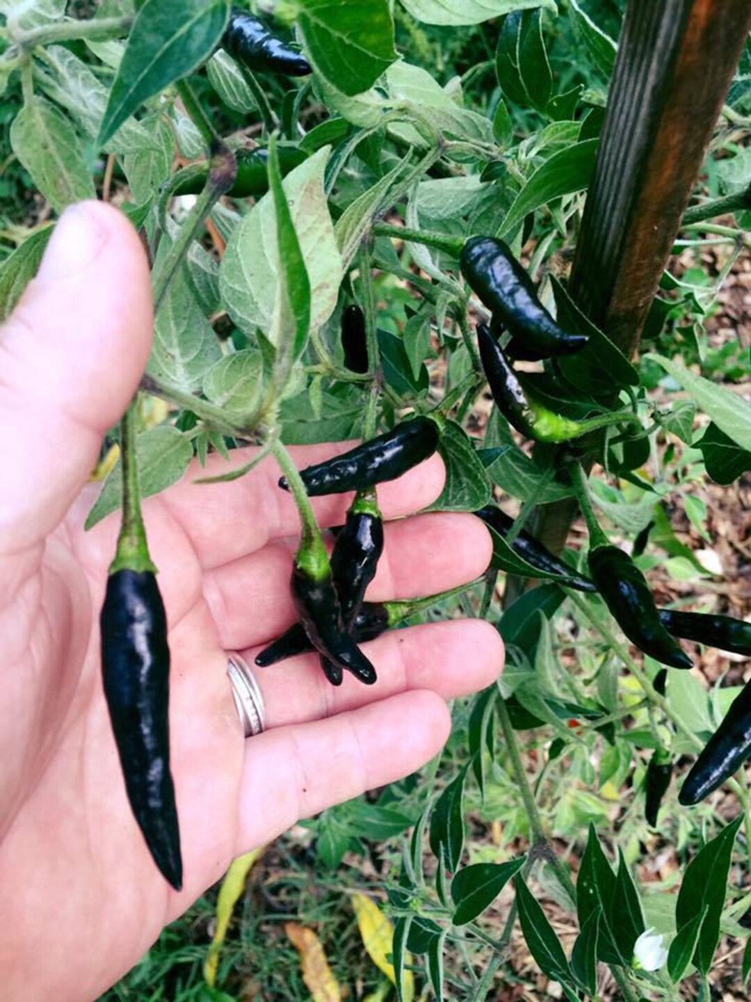 15 Black Dragon Pepper Seeds1382 - Etsy