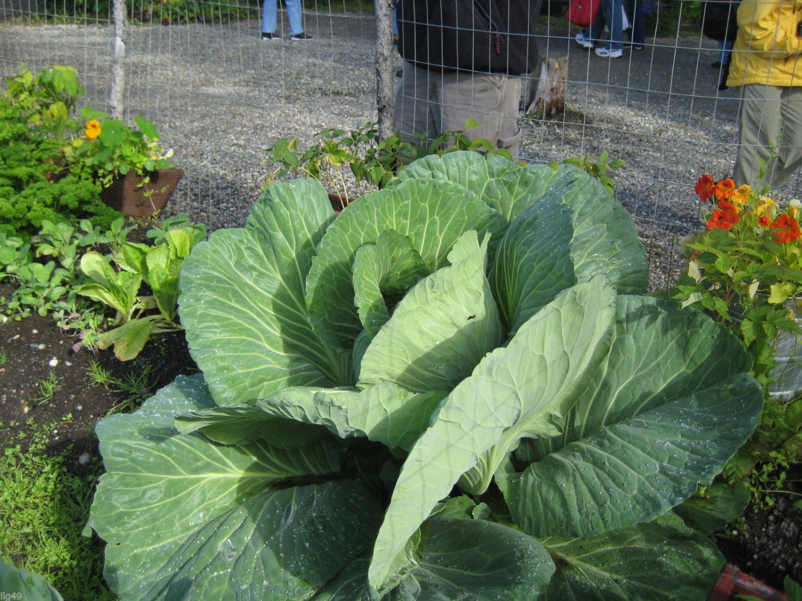 150 Giant Russian Cabbage Seeds-1307 - Etsy
