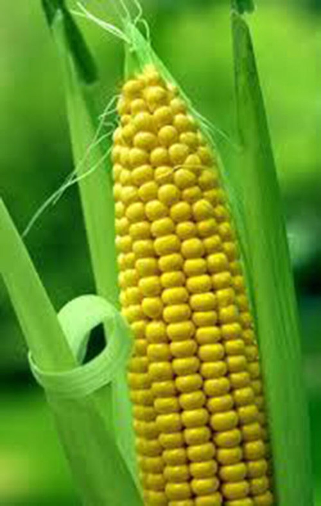 35 Amazon Giant Yellow Corn Seeds-1245 - Etsy