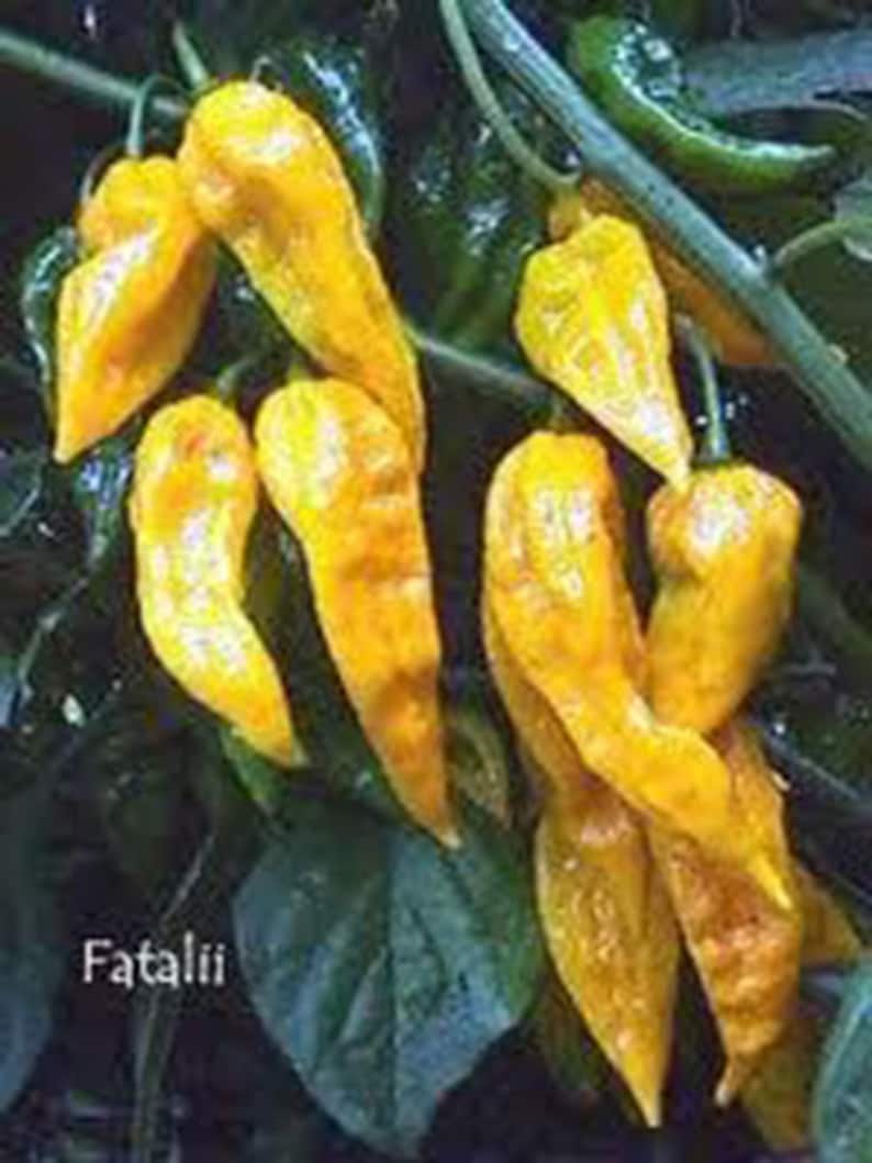 25 Fatalii Pepper Seeds-1133a - Etsy