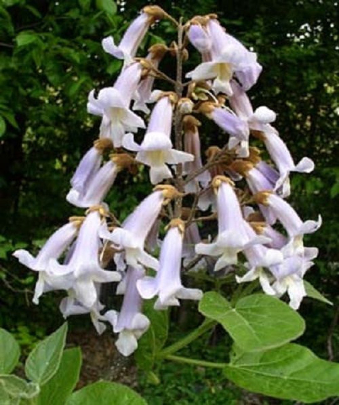 100 Princess Tree Seeds-1274 - Etsy