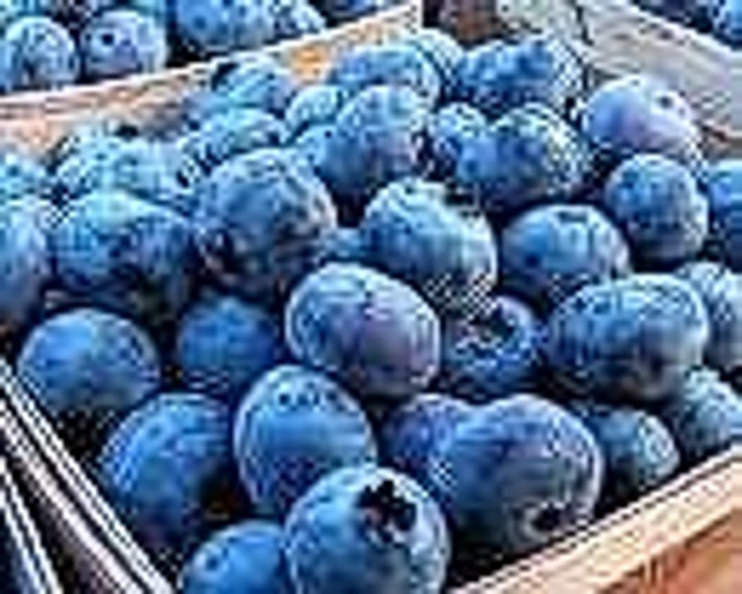 50 Dwarf Blueberry Fruit Seeds-1019a - Etsy