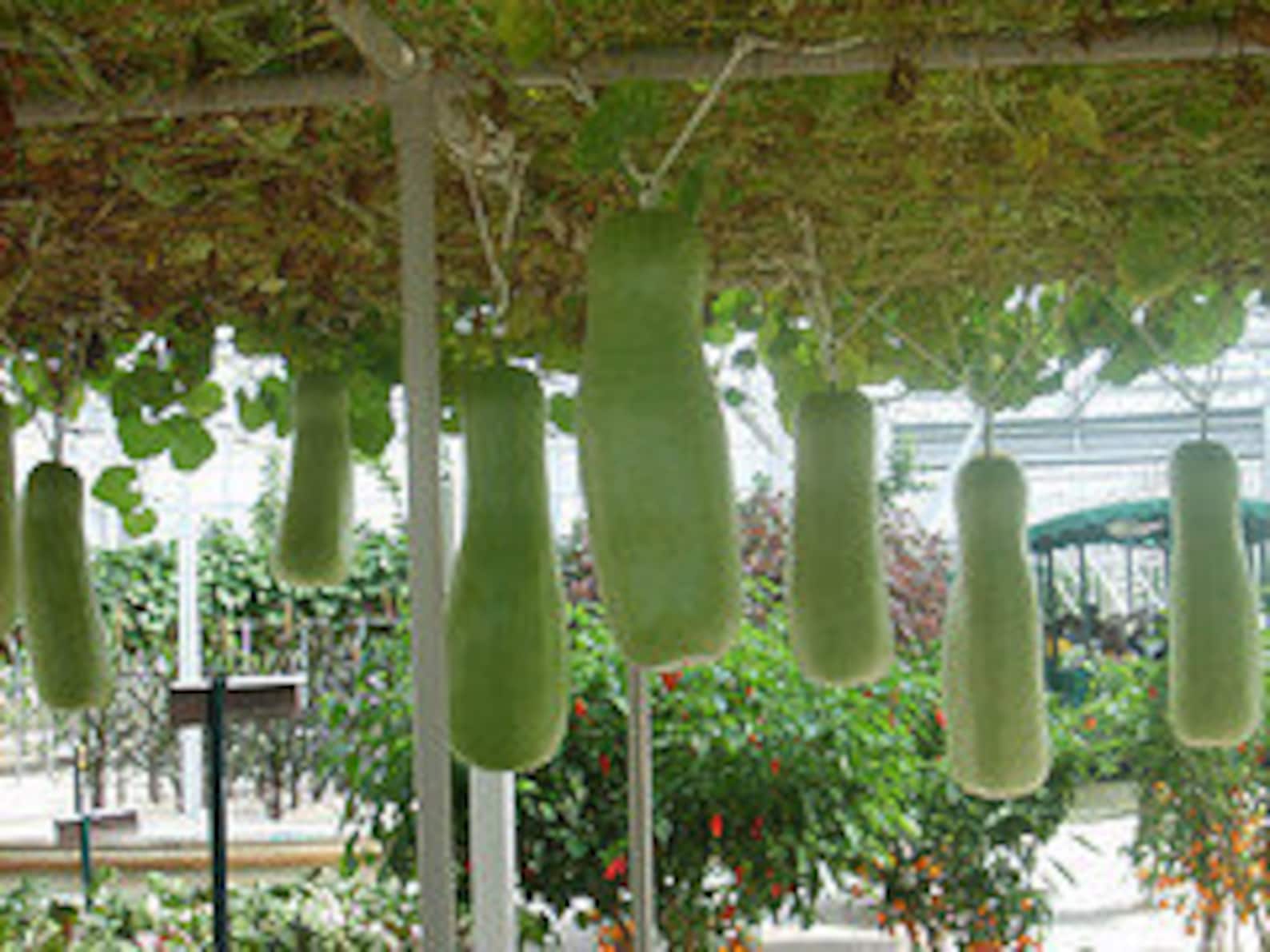 8 Giant Zucca Gourd Seeds-1175 - Etsy