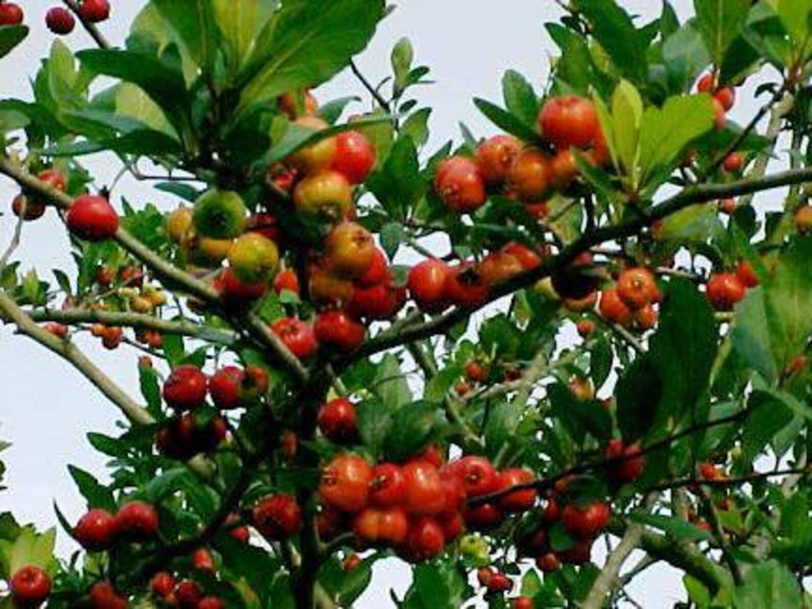 7 Mayhaw Apple Tree Seeds 1370 - Etsy