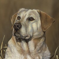 Yellow Lab - Etsy