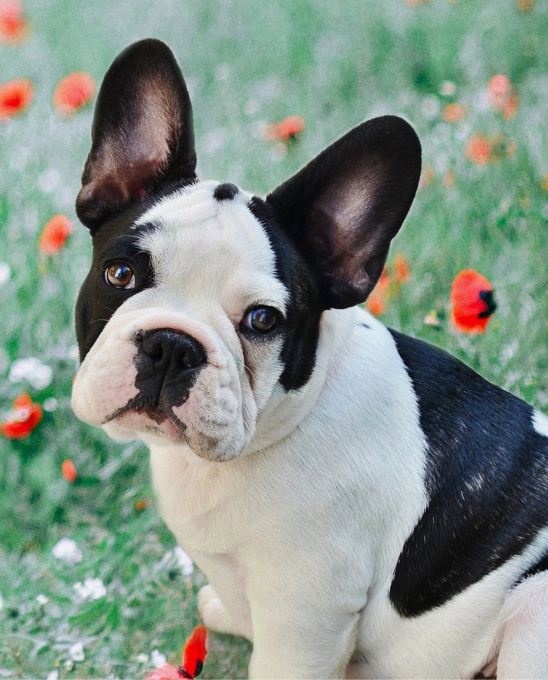 Frenchie Fabric Panel, David Textiles, Startingstitches, 100% Cotton ...