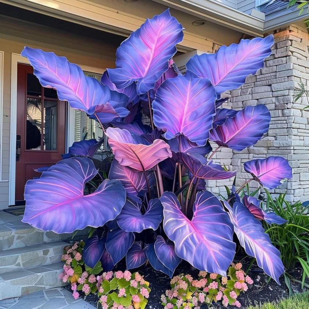 Couture Elephant Ear Calathea Seeds – Caladium-style Indoor & Outdoor ...