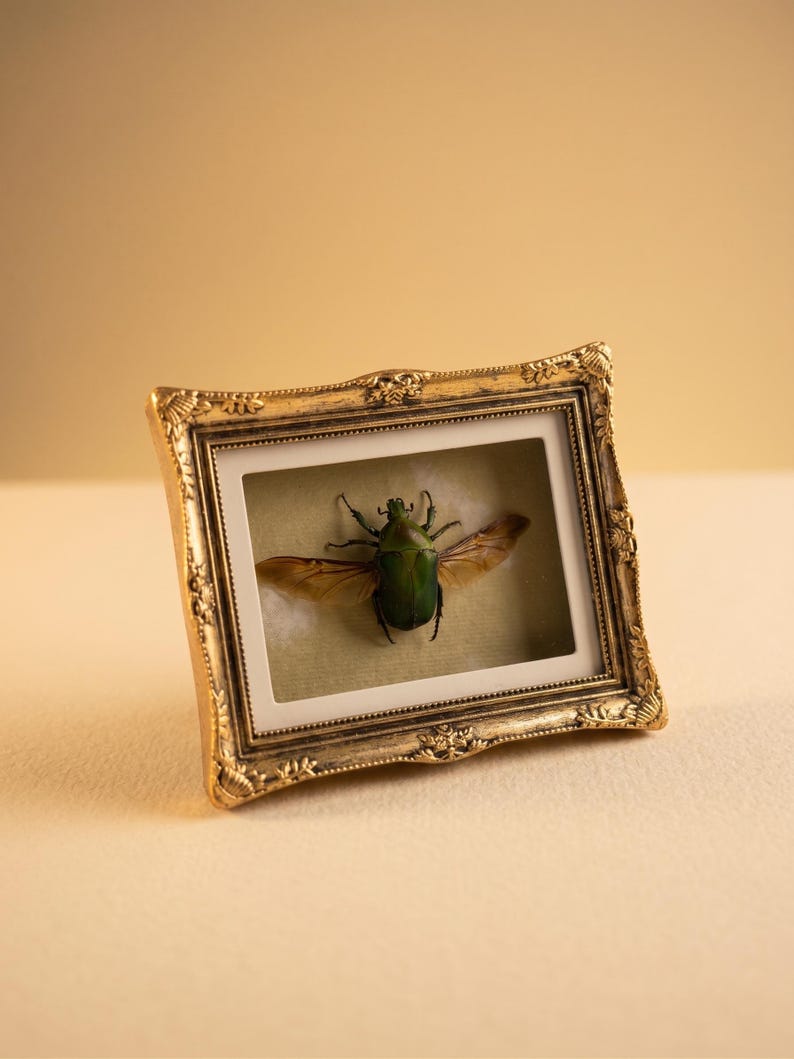 Real Green Flower Beetle Frame Display | Gold Vintage Insect Specimen ...
