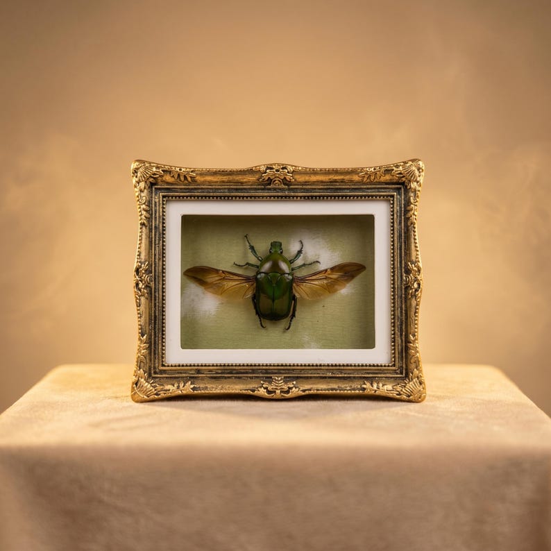 Real Green Flower Beetle Frame Display | Gold Vintage Insect Specimen ...