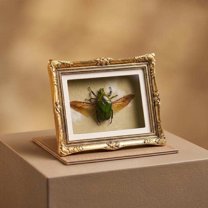 Real Green Flower Beetle Frame Display | Gold Vintage Insect Specimen ...