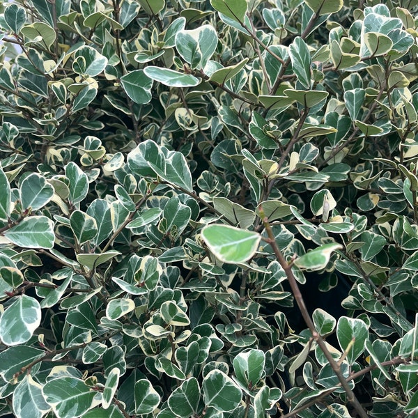 Ficus Triangularis Variegated - Etsy