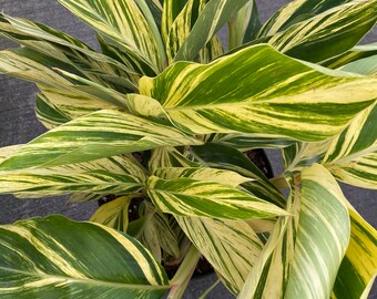 Variegated Shell Ginger Live Plant - Etsy