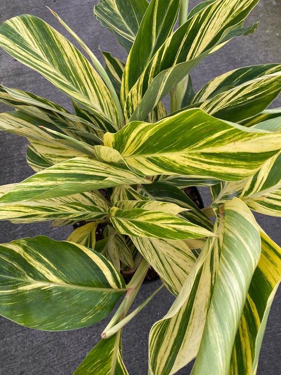 Shell Ginger Variegated Plant | Etsy