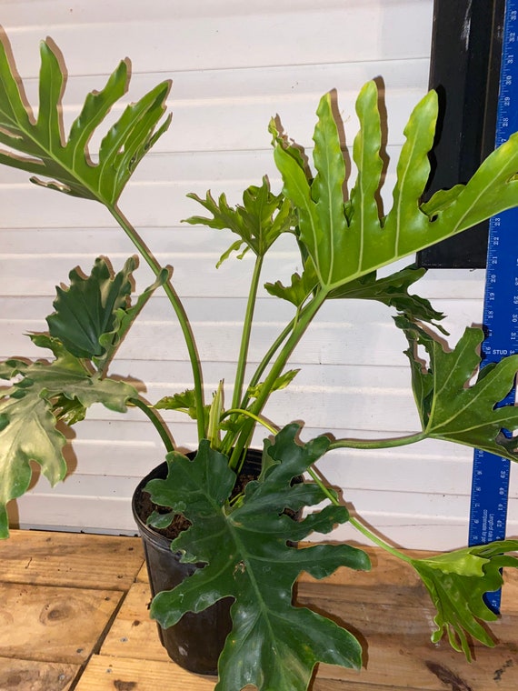 Split Leaf Philodendron Roots