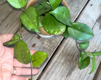 Hoya Carnosa Freckles ‘splash’ - Etsy