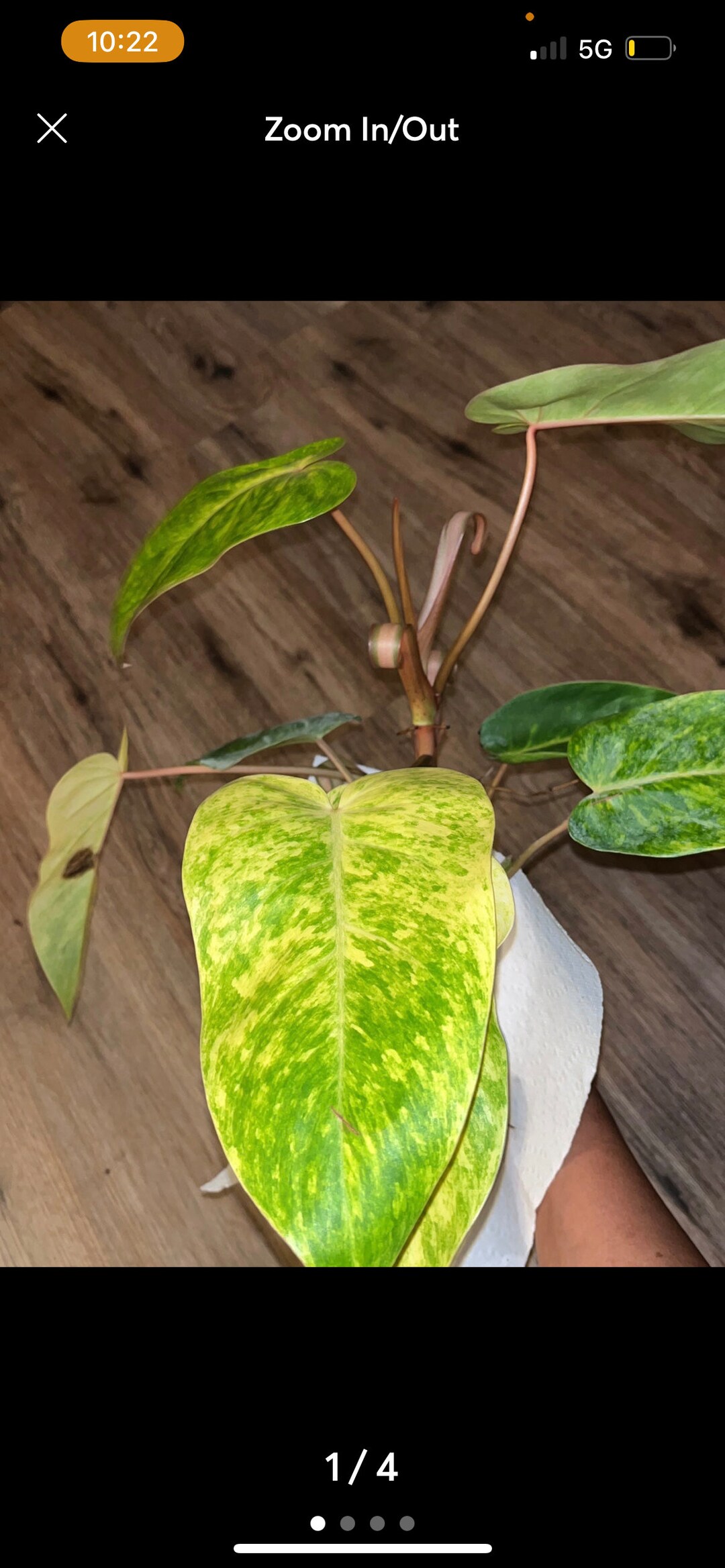 Philodendron Painted Lady Rooted - Etsy