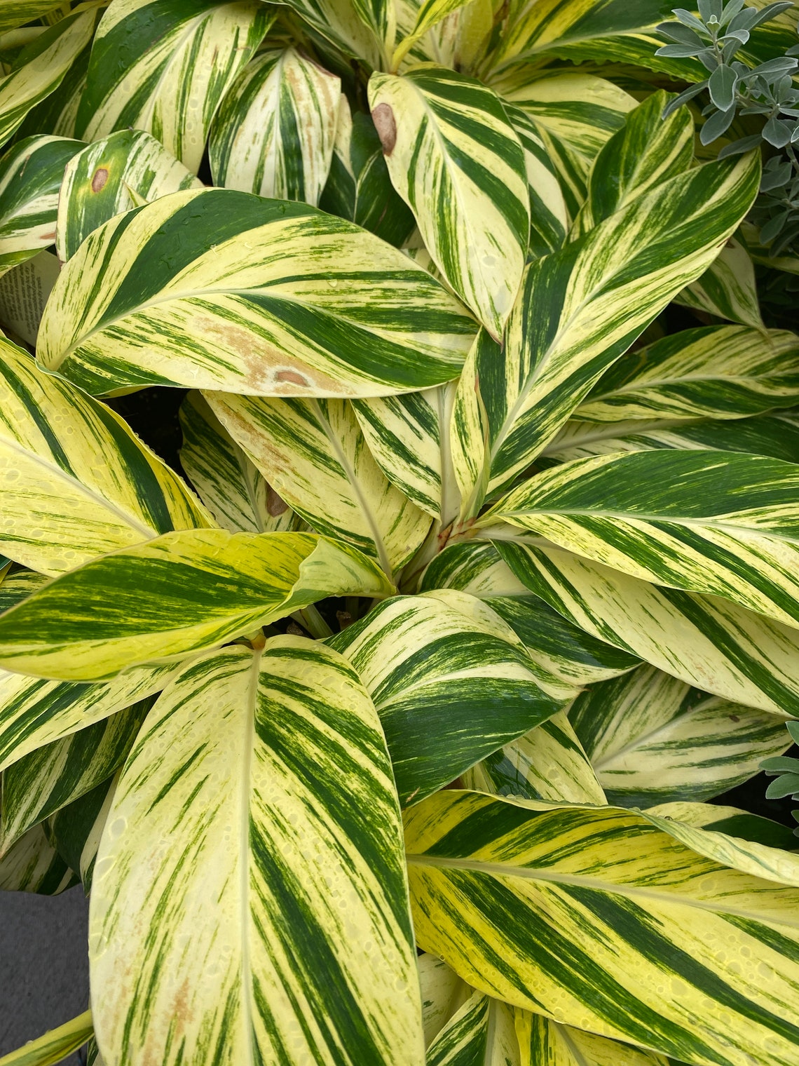 Shell Ginger Variegated Plant - Etsy