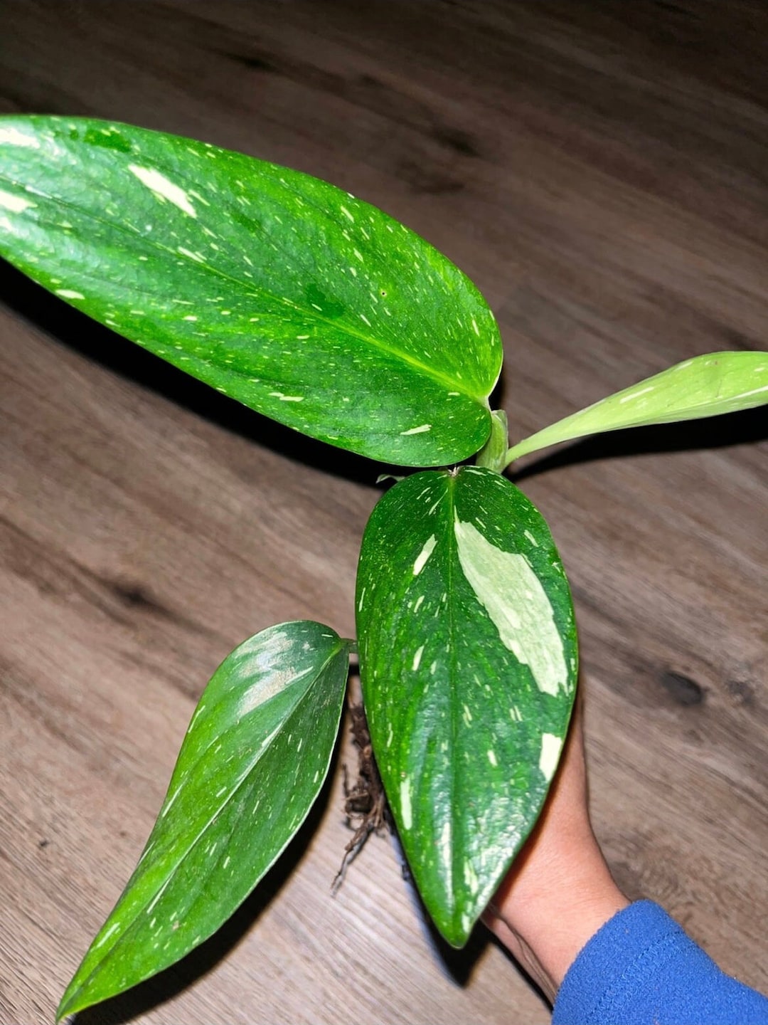 Monstera Cobra Variegated Plants Rooted - Etsy