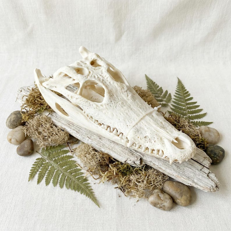 Real Alligator Skull Bone Taxidermy - Oddities Specimen Decor Art ...