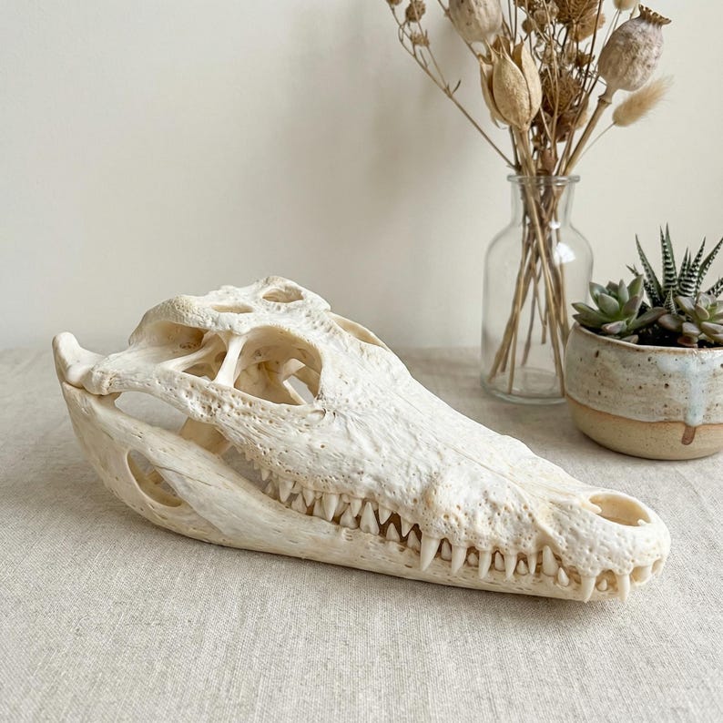 Real Alligator Skull Bone Taxidermy - Oddities Specimen Decor Art ...