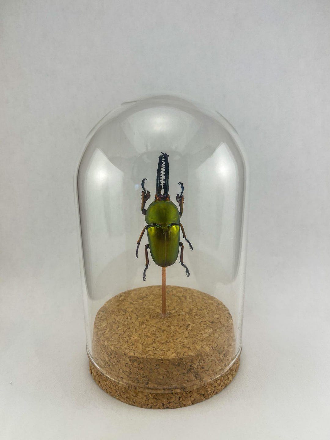 Bell-shaped Insect, Bell-shaped Beetle "lamprima Adolphinae" - Etsy